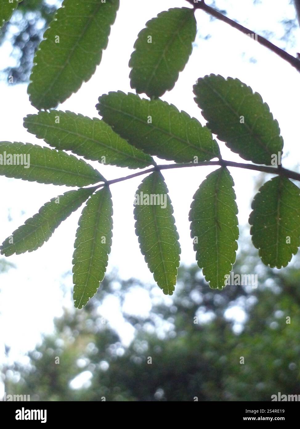 Zanthoxylum rhoifolium hi-res stock photography and images - Alamy