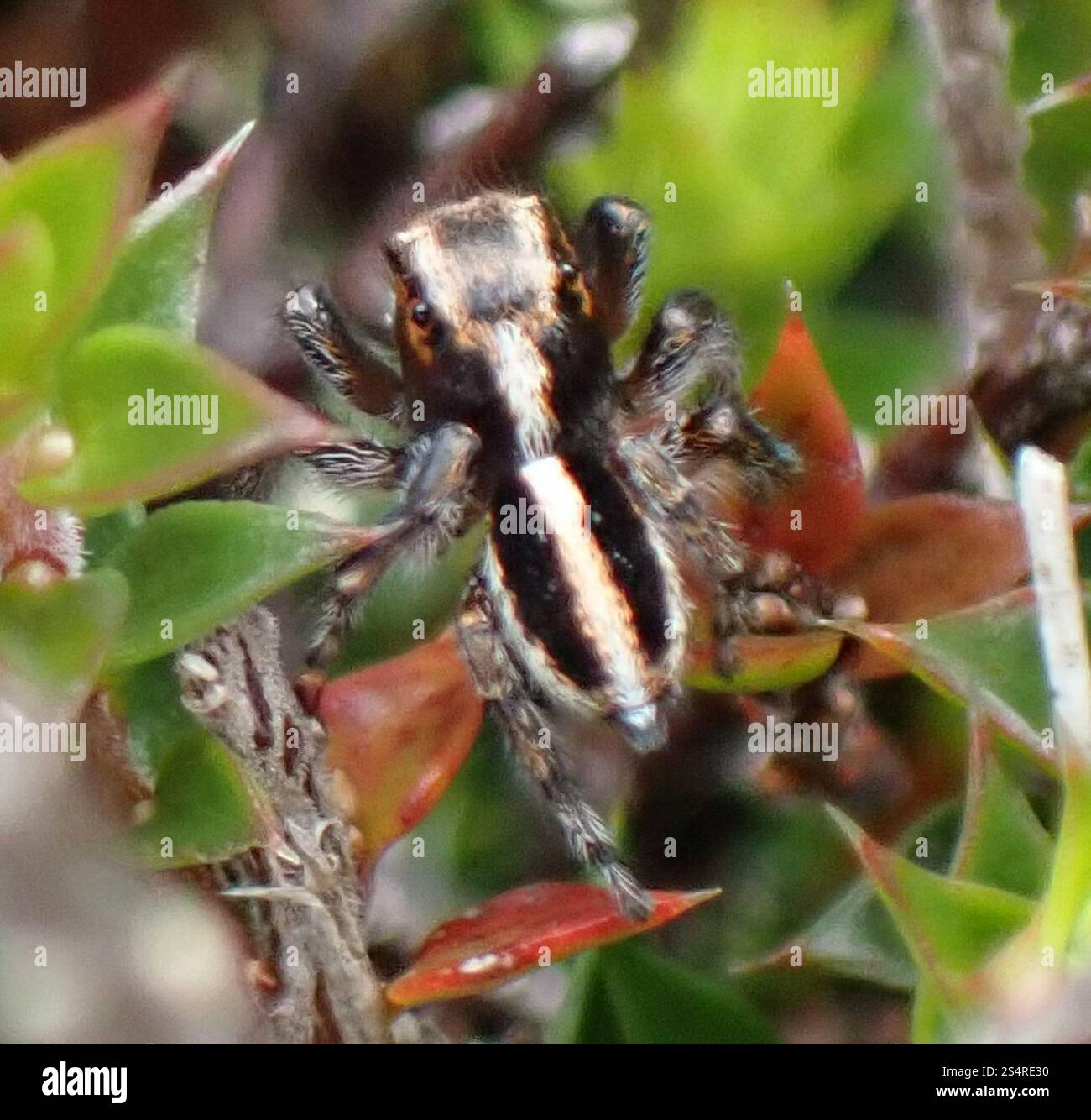 Jumping Spiders (Salticidae Stock Photo - Alamy