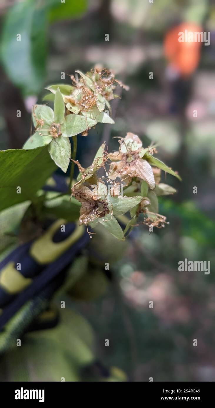 Grey Myrtle (Backhousia myrtifolia Stock Photo - Alamy