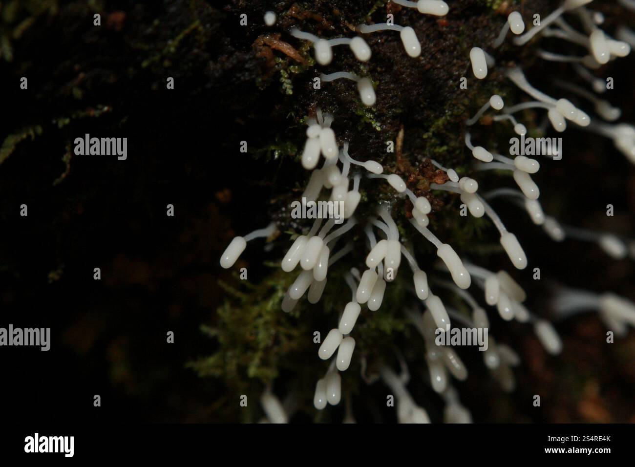 true slime molds (Myxomycetes Stock Photo - Alamy
