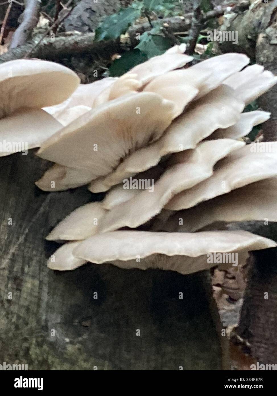 Oyster Mushroom (Pleurotus ostreatus Stock Photo - Alamy