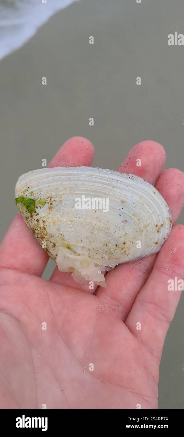 Southern Tuatua (Paphies donacina Stock Photo - Alamy