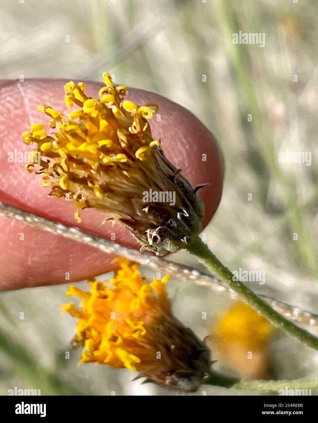 Rough Sweetbush (Bebbia juncea aspera Stock Photo - Alamy