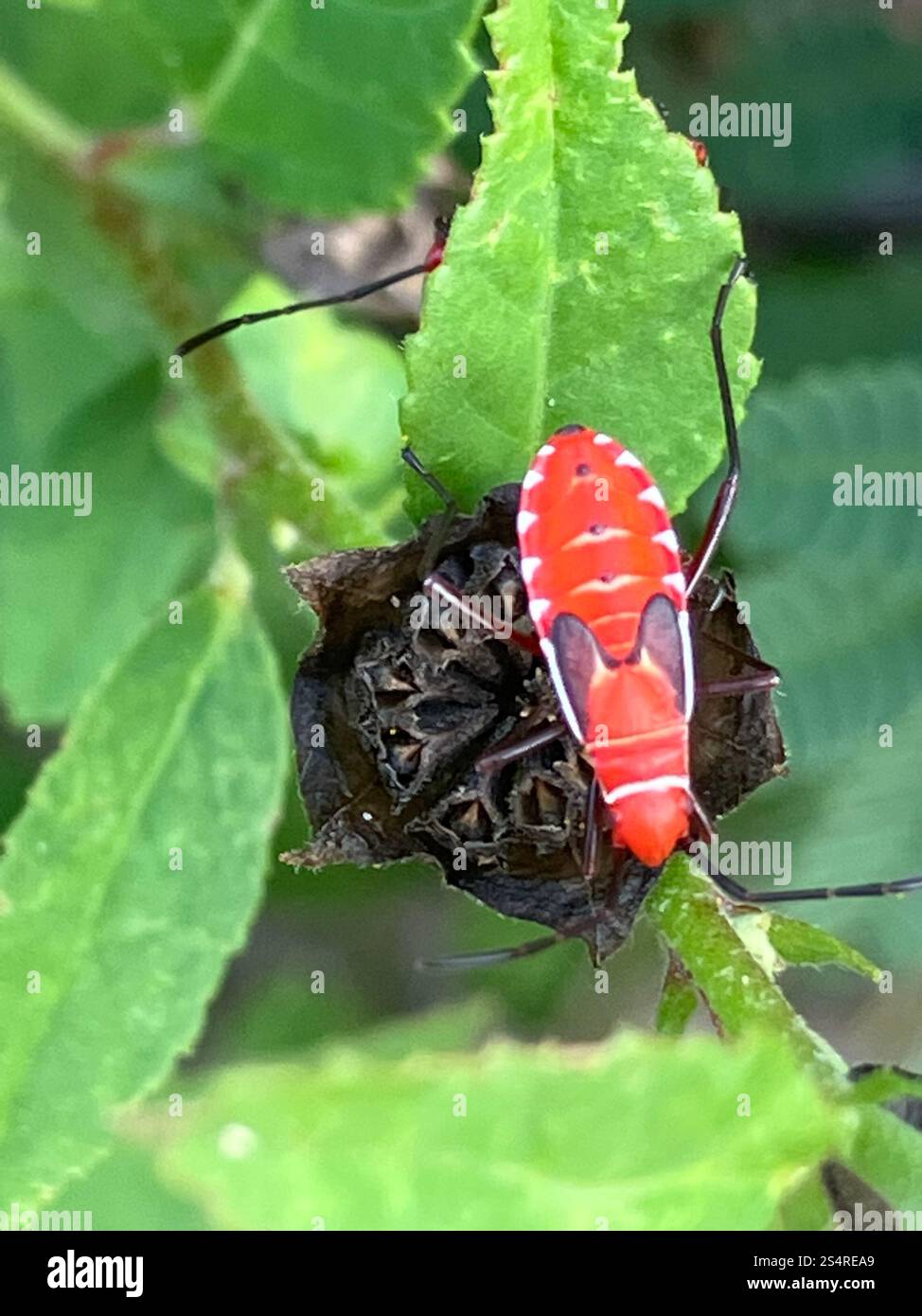 St. Andrew's Cotton Stainer (Dysdercus andreae Stock Photo - Alamy