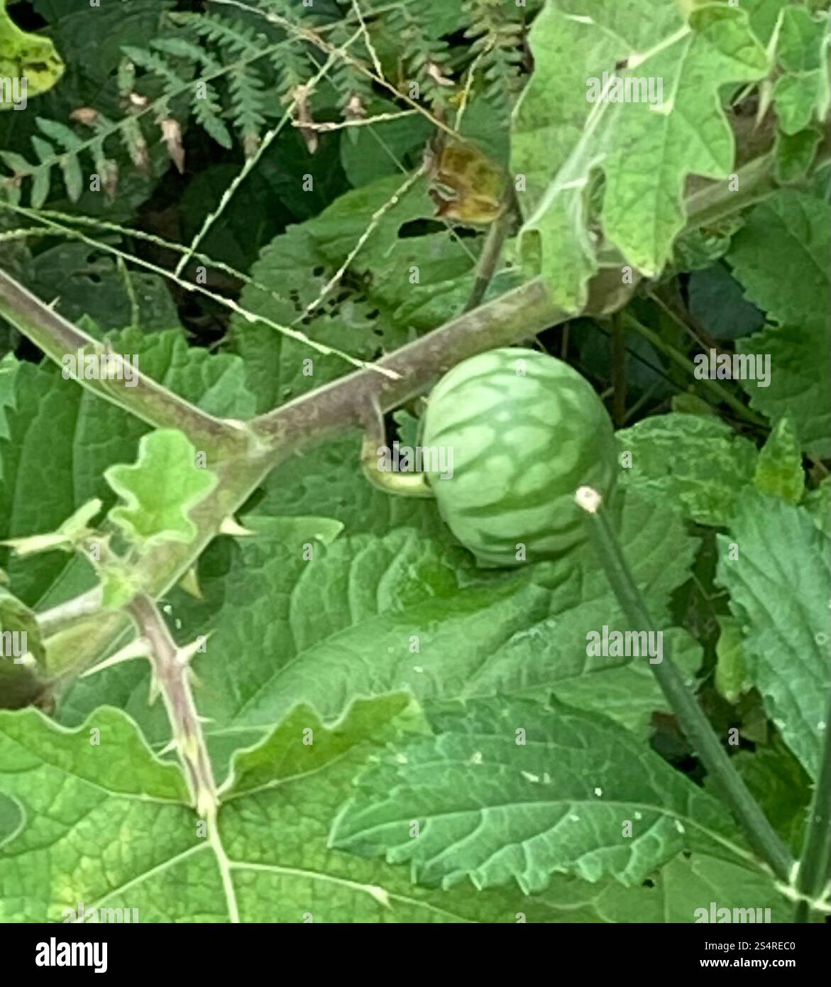 tropical soda-apple (Solanum viarum Stock Photo - Alamy