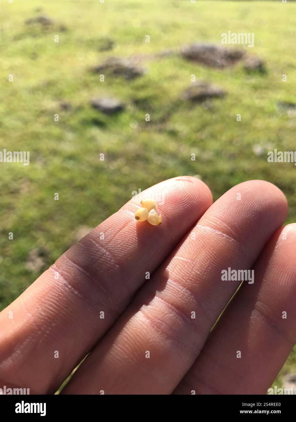 oak mistletoe (Phoradendron villosum Stock Photo - Alamy