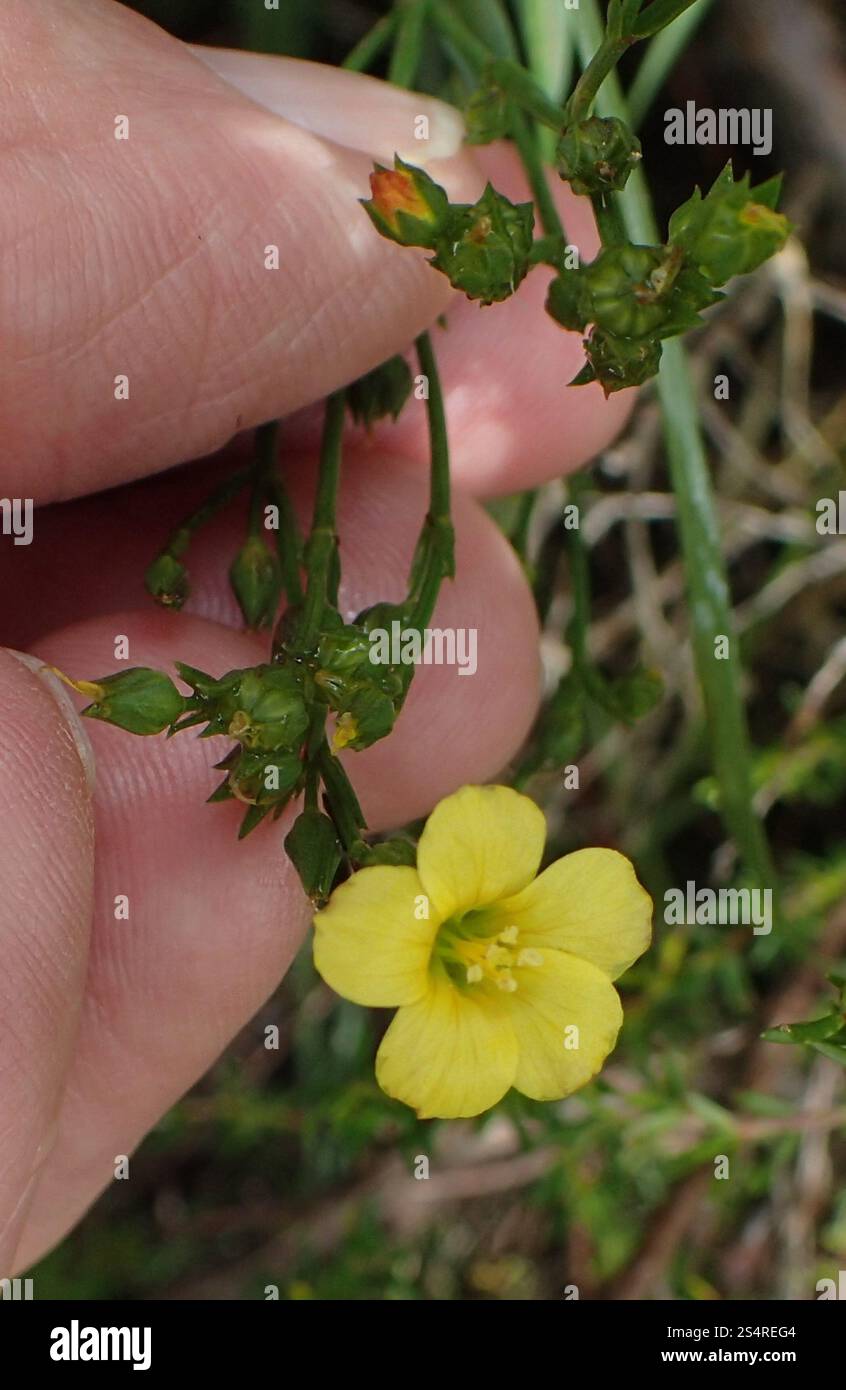 Wild Flax (Linum thunbergii Stock Photo - Alamy