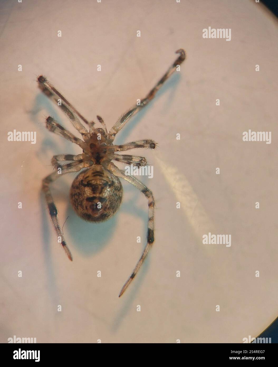Common House Spider (Parasteatoda tepidariorum Stock Photo - Alamy