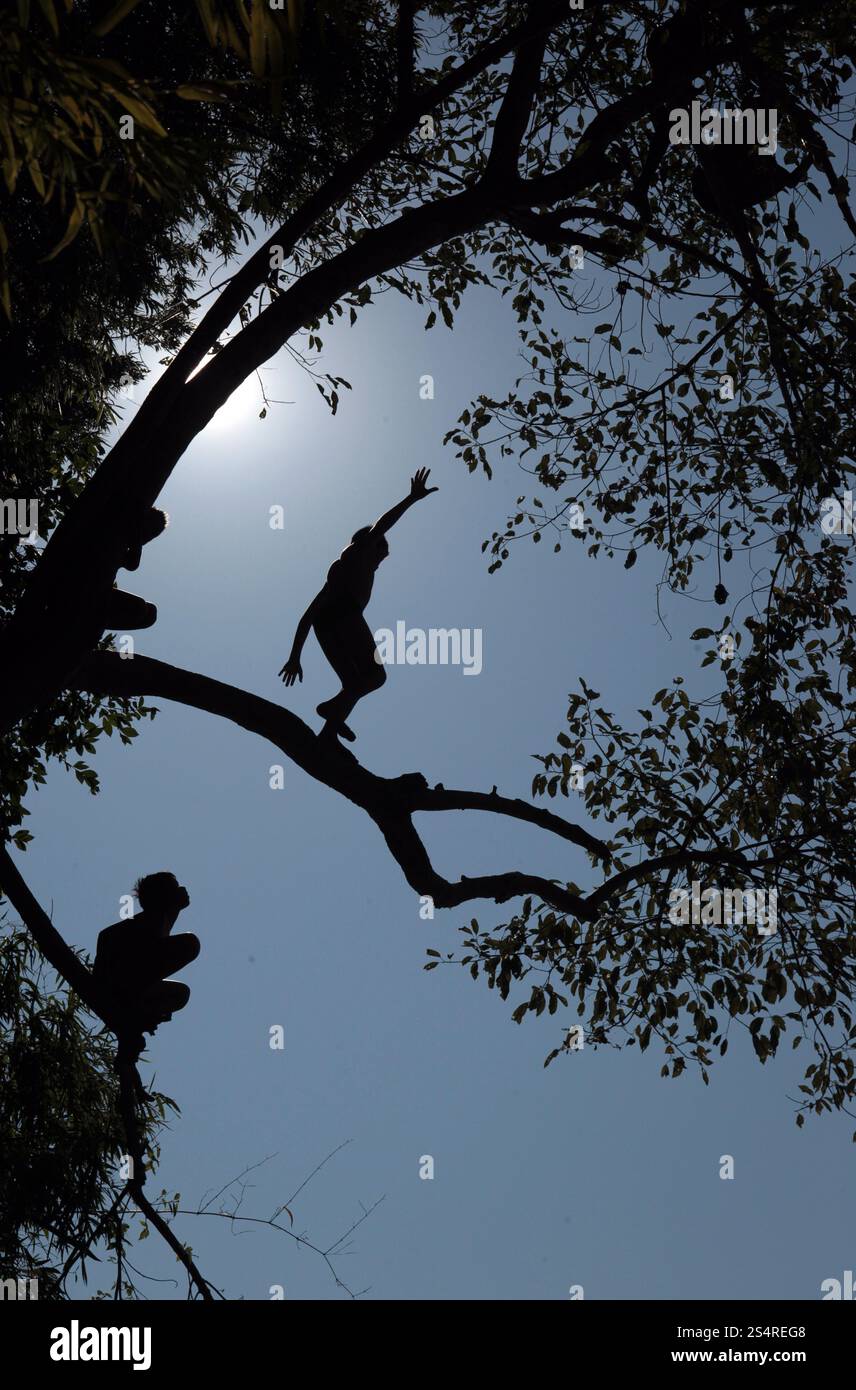 childern jump from a tree in to the Mekong River near Luang Prabang in ...