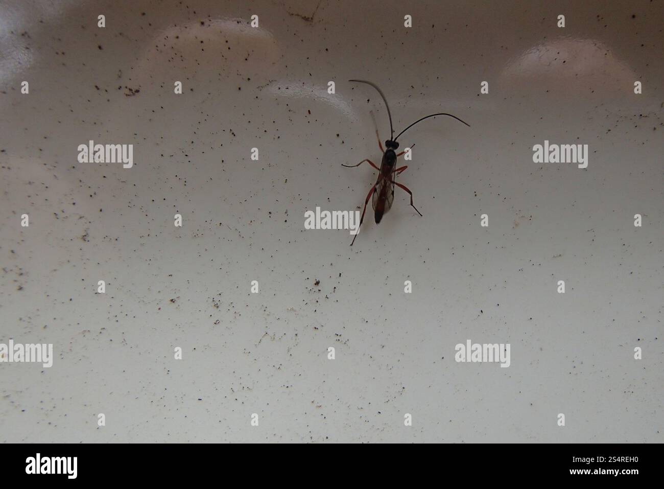 Ants, Bees, Wasps, and Sawflies (Hymenoptera Stock Photo - Alamy