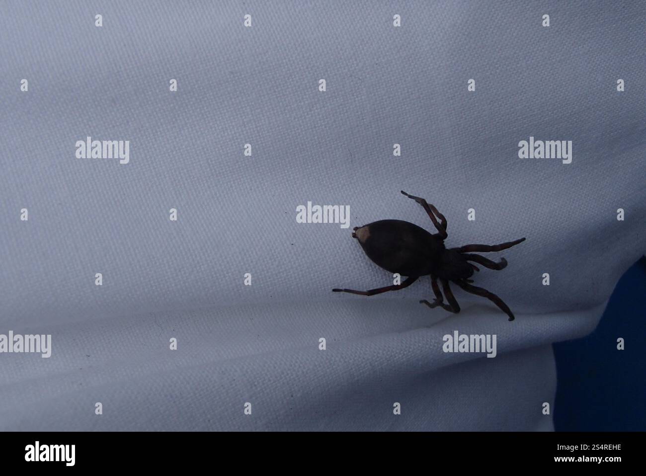 White-tailed Spiders (Lampona Stock Photo - Alamy