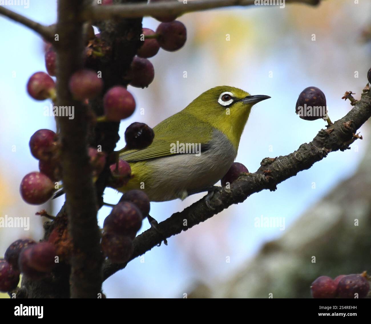 Swinhoe's White-eye (Zosterops simplex Stock Photo - Alamy