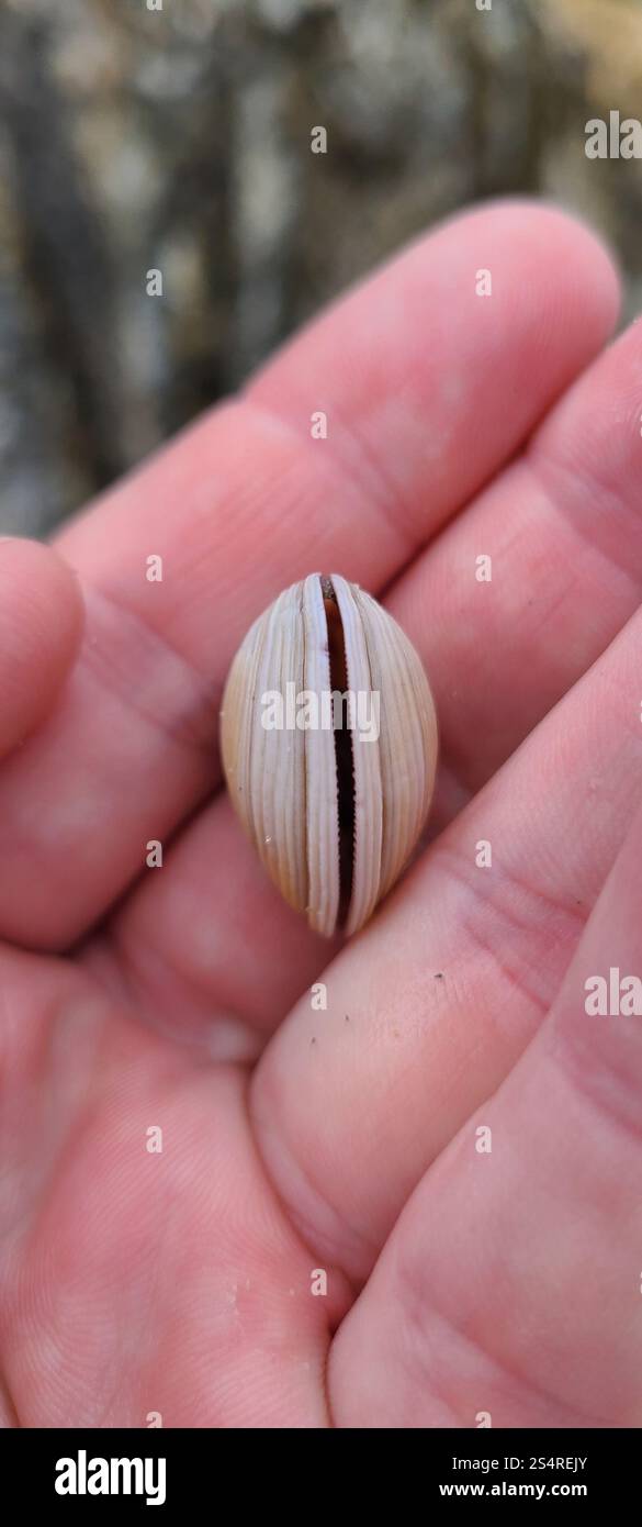Morning star shell (Tawera spissa Stock Photo - Alamy