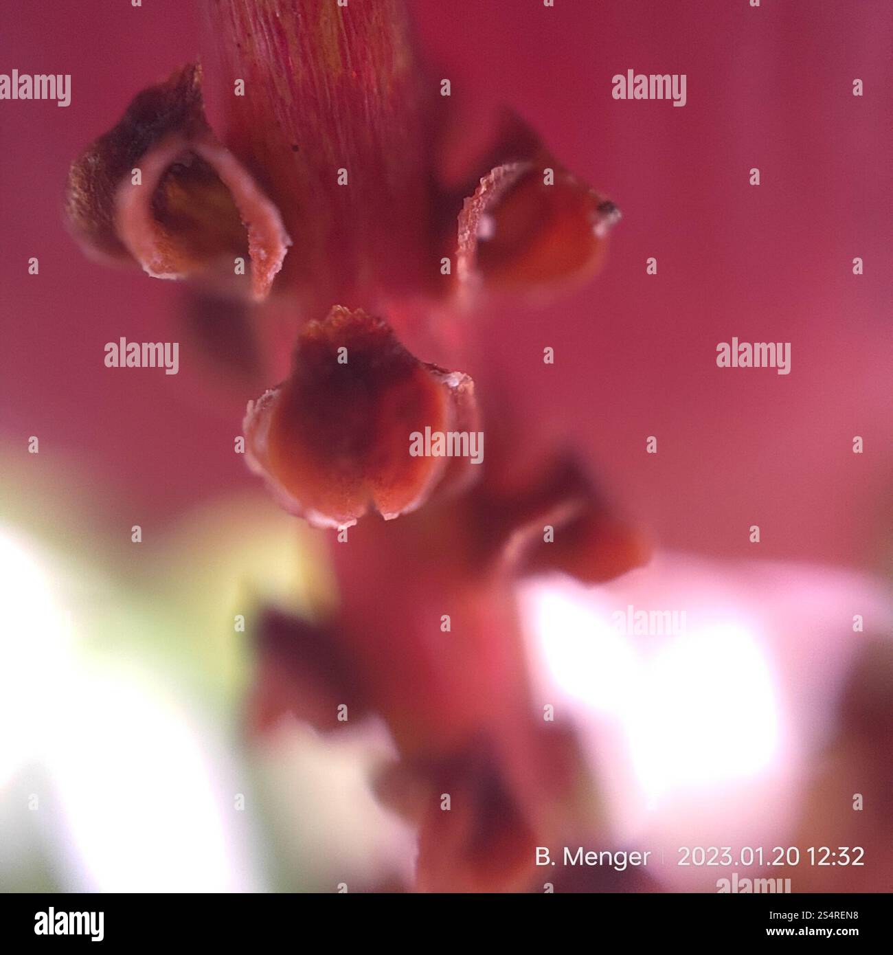 snow totara (Podocarpus nivalis Stock Photo - Alamy