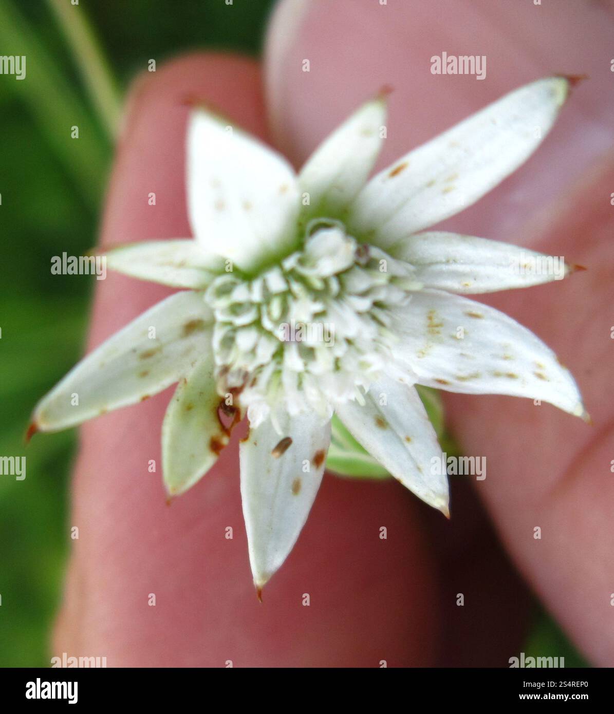 Fivefive Ministar (Alepidea peduncularis Stock Photo - Alamy