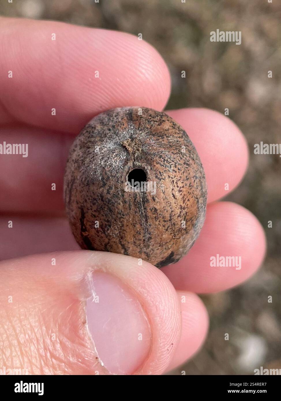 Nut and Acorn Weevils (Curculio Stock Photo - Alamy