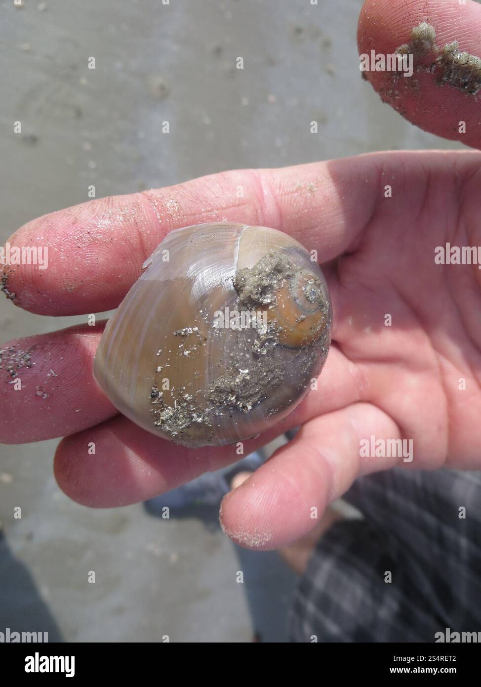 Shark Eye (Neverita duplicata Stock Photo - Alamy