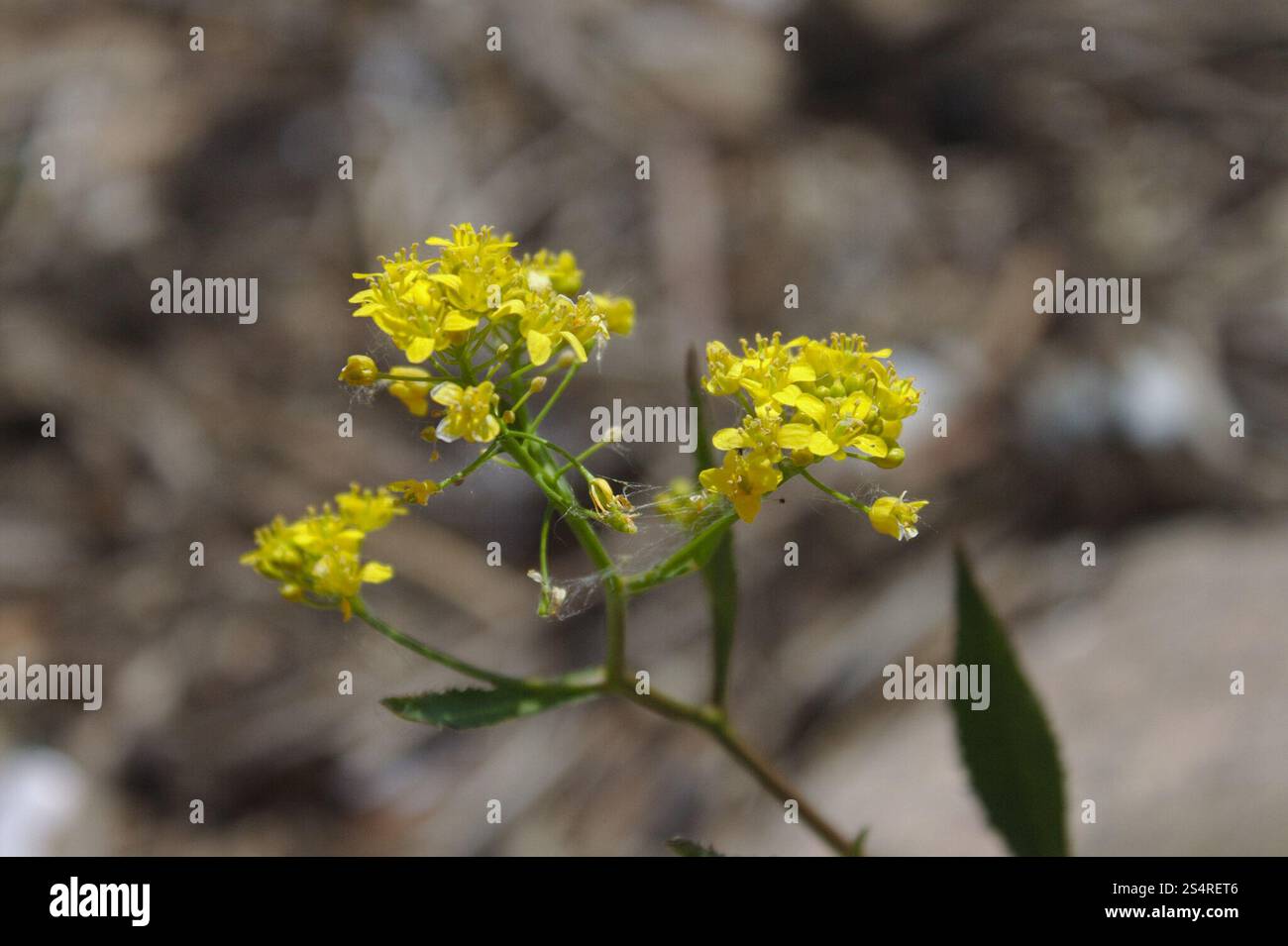 Amphibious Yellowcress (Rorippa amphibia Stock Photo - Alamy
