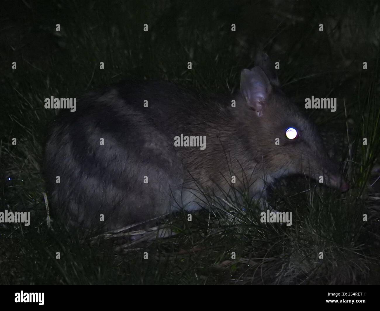 Eastern Barred Bandicoot (Perameles gunnii Stock Photo - Alamy