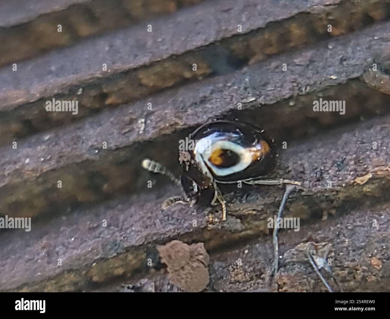 Round Fungus Beetles (Leiodidae Stock Photo - Alamy