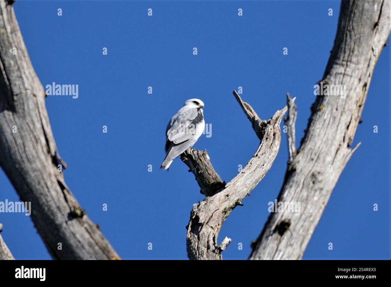 White-tailed Kite (Elanus leucurus Stock Photo - Alamy