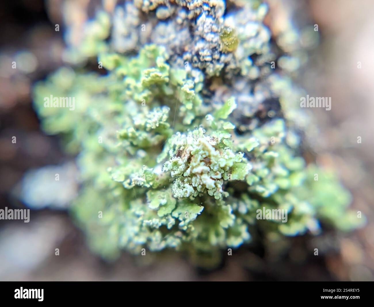 pixie cup and reindeer lichens (Cladonia Stock Photo - Alamy