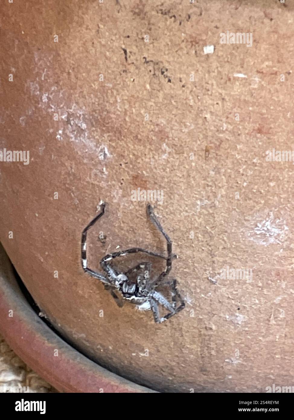 Victorian Huntsman Spider (Isopedella victorialis Stock Photo - Alamy