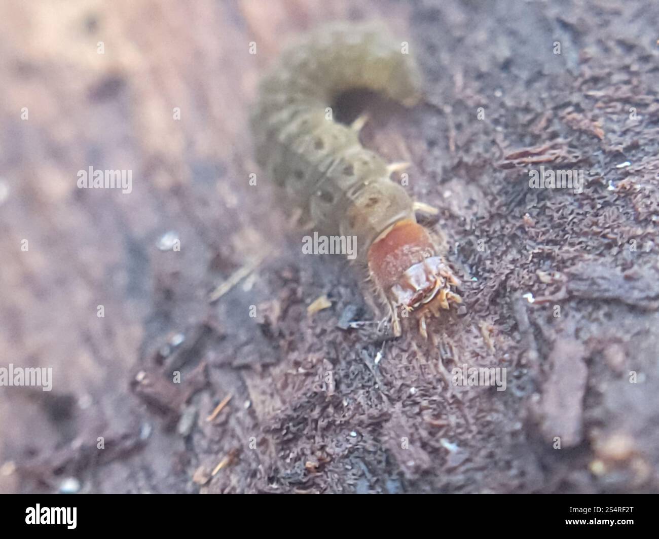 Soldier Beetles (Cantharidae Stock Photo - Alamy
