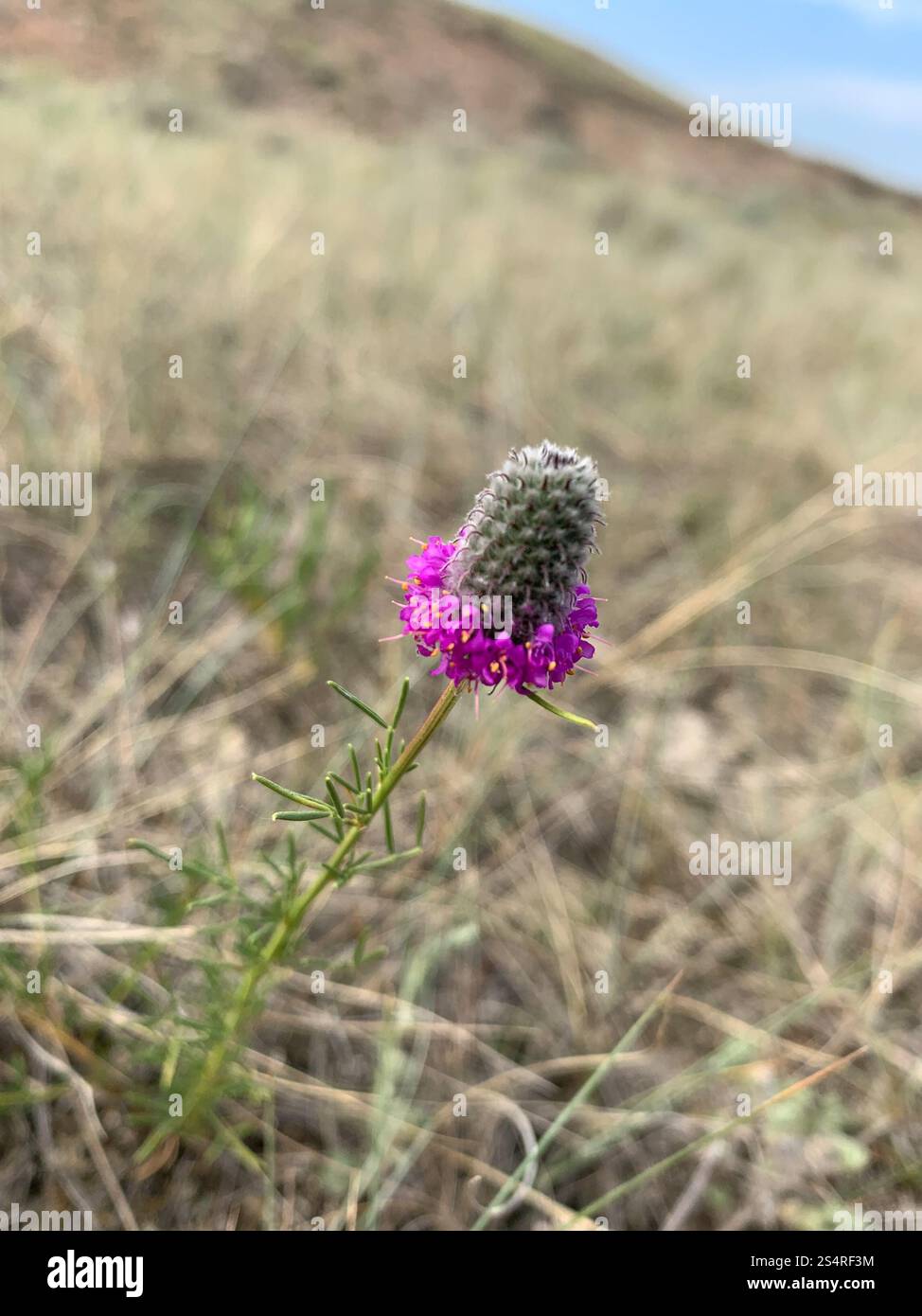 purple prairie clover (Dalea purpurea Stock Photo - Alamy
