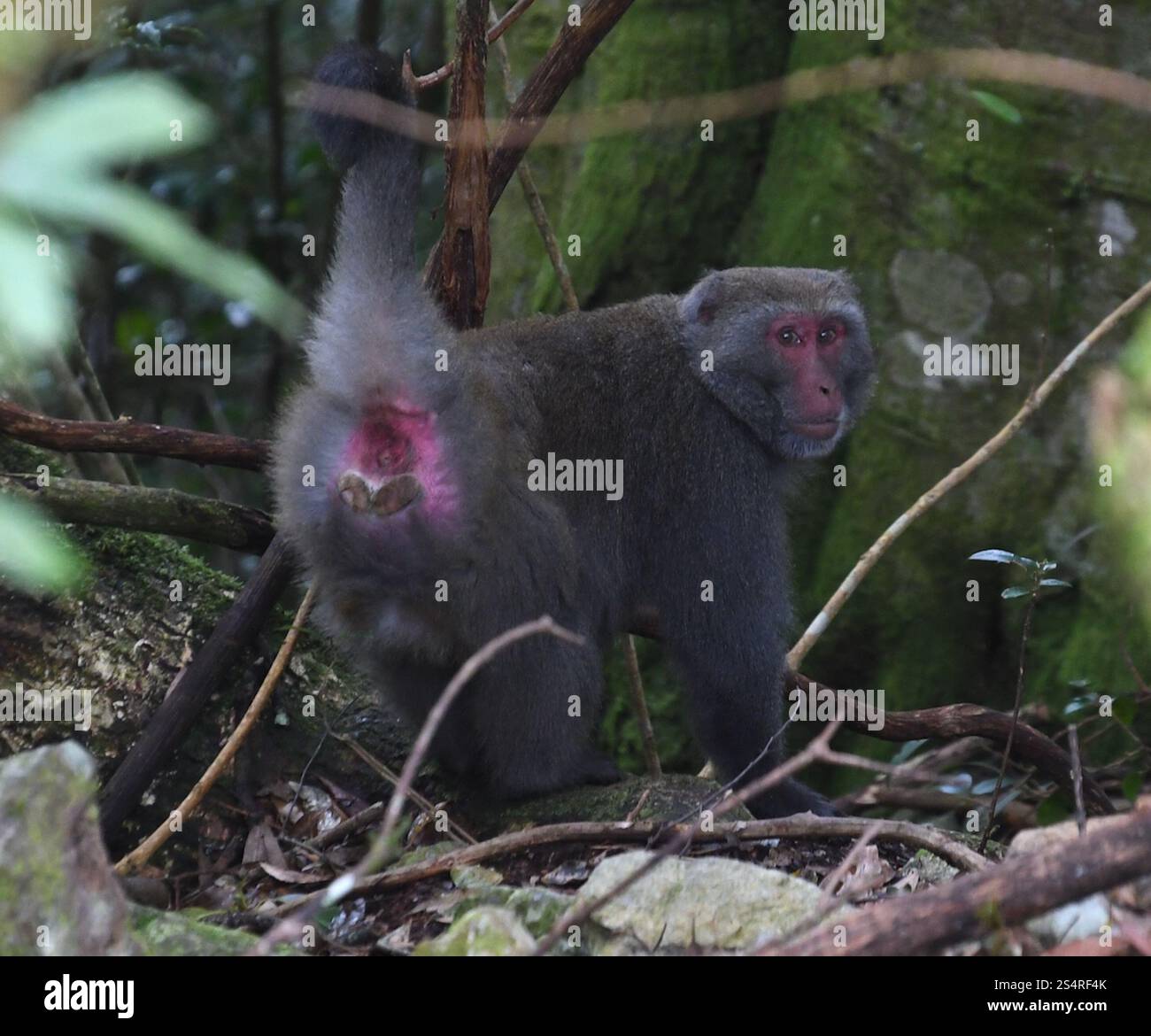 Formosan Rock Macaque (Macaca cyclopis Stock Photo - Alamy