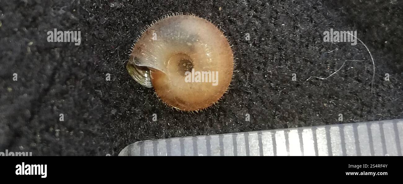 Hairy Snail (Trochulus hispidus Stock Photo - Alamy