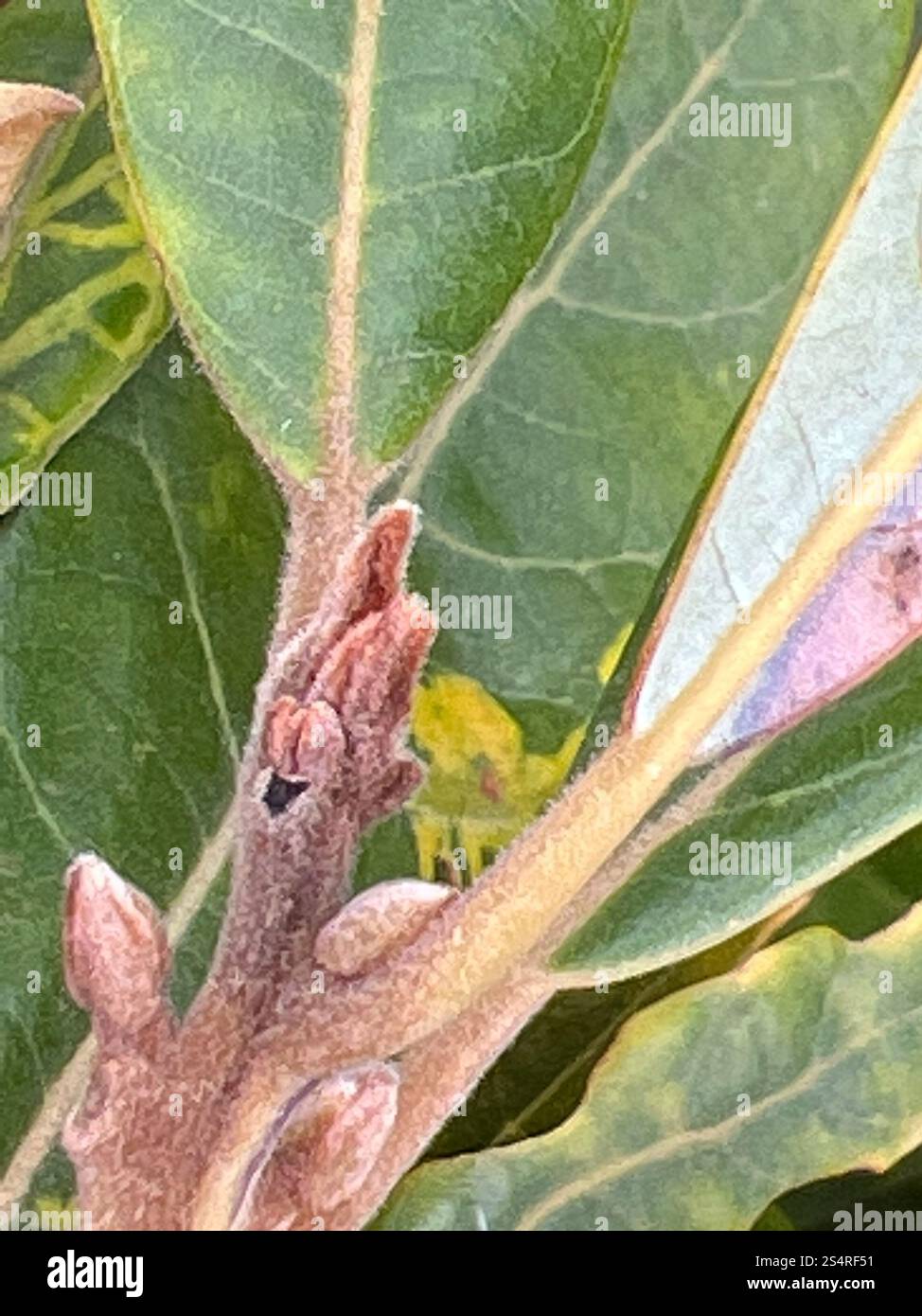 Swamp Bay (Persea palustris Stock Photo - Alamy