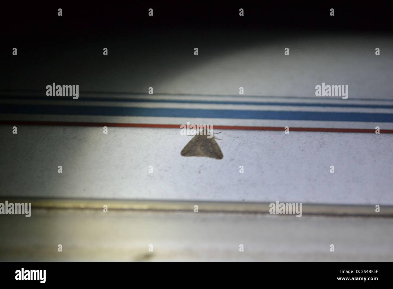 Spring Cankerworm Moth (Paleacrita vernata Stock Photo - Alamy