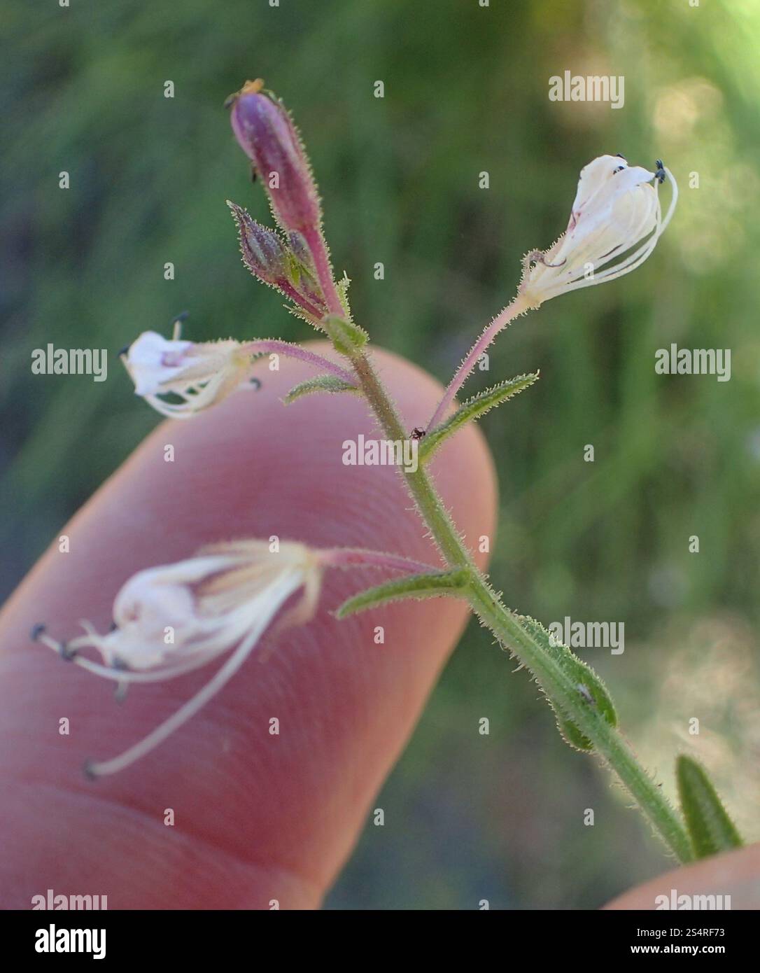 Singleleaf Spindlepod (Cleome monophylla Stock Photo - Alamy
