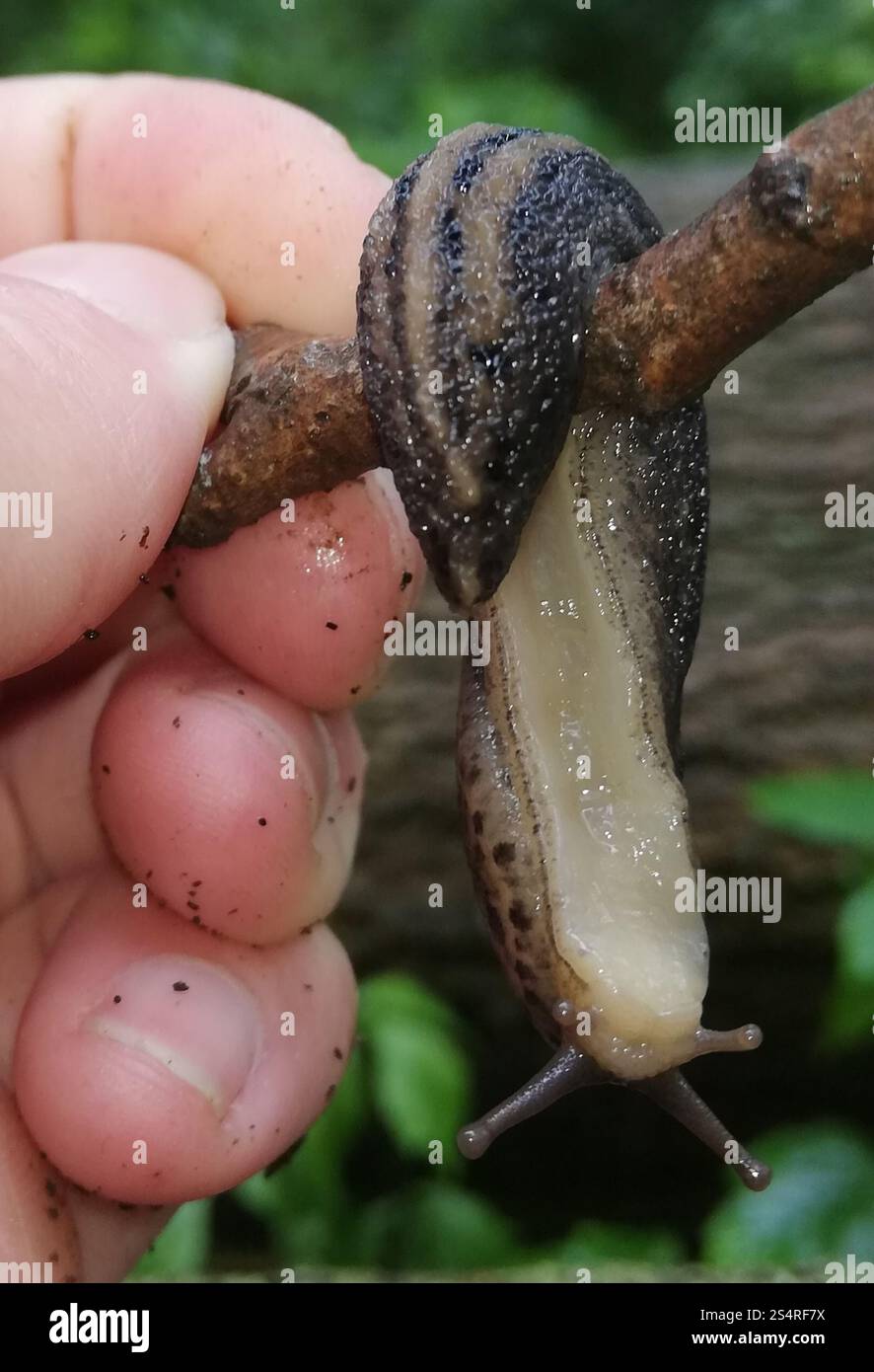 Leopard Slug (Limax maximus Stock Photo - Alamy