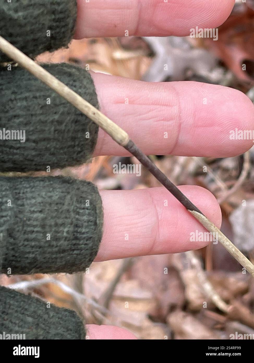 switch cane (Arundinaria tecta Stock Photo - Alamy