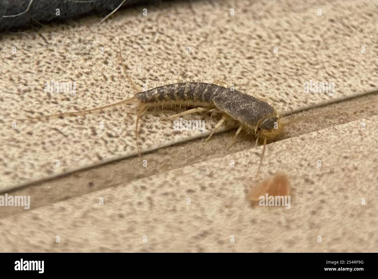 Long-tailed Silverfish (Ctenolepisma longicaudatum Stock Photo - Alamy