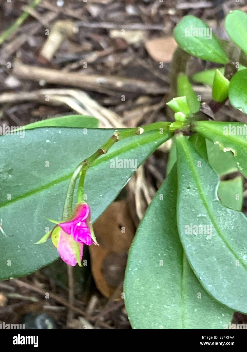 Philippine spinach (Talinum fruticosum Stock Photo - Alamy