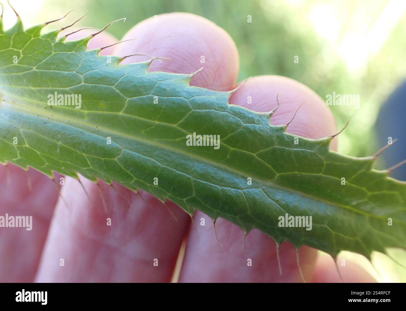 Fivefive Ministar (Alepidea peduncularis Stock Photo - Alamy