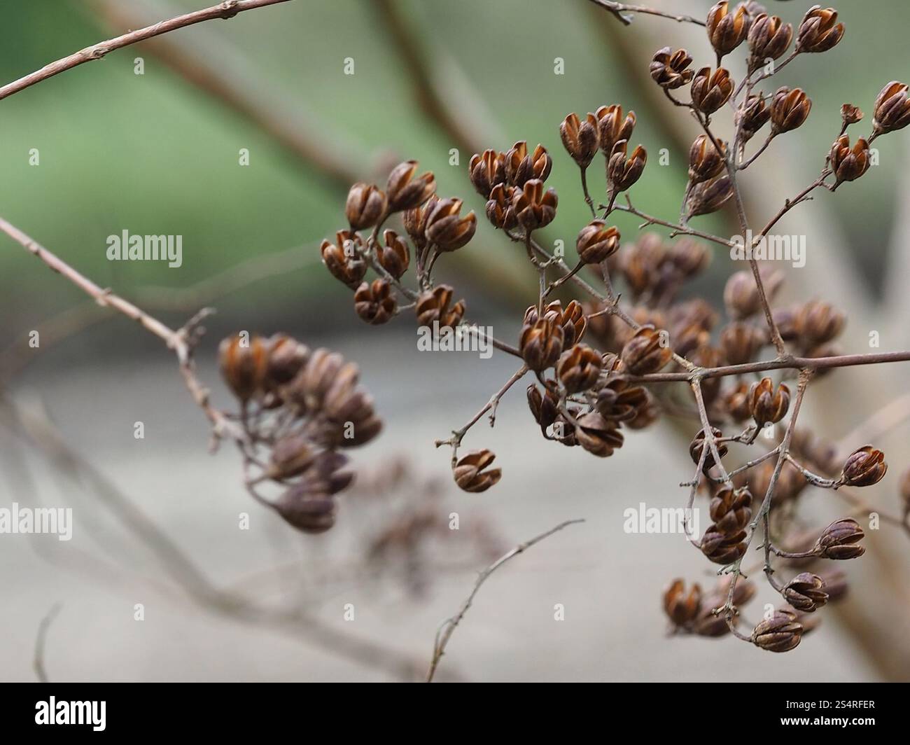Subcostate Crape Myrtle (Lagerstroemia subcostata Stock Photo - Alamy