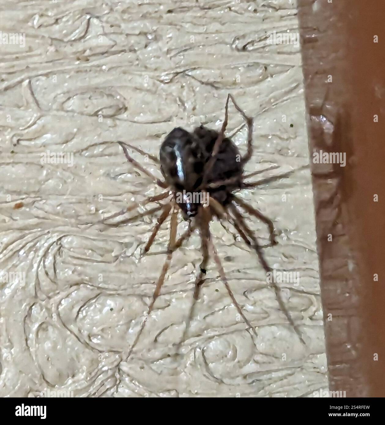 Sheetweb and Dwarf Weavers (Linyphiidae Stock Photo - Alamy