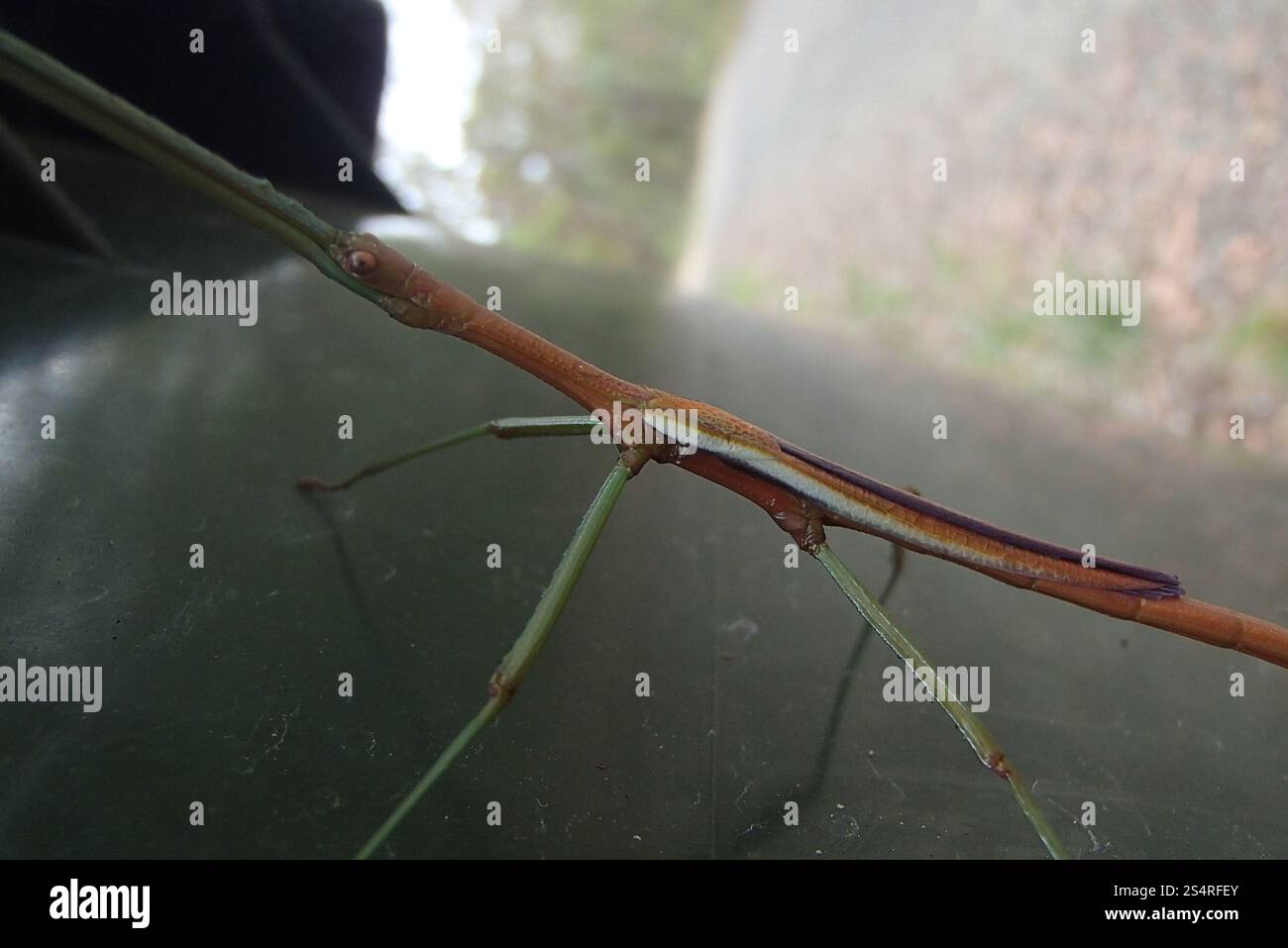 Spur Legged Phasmid (Didymuria violescens Stock Photo - Alamy