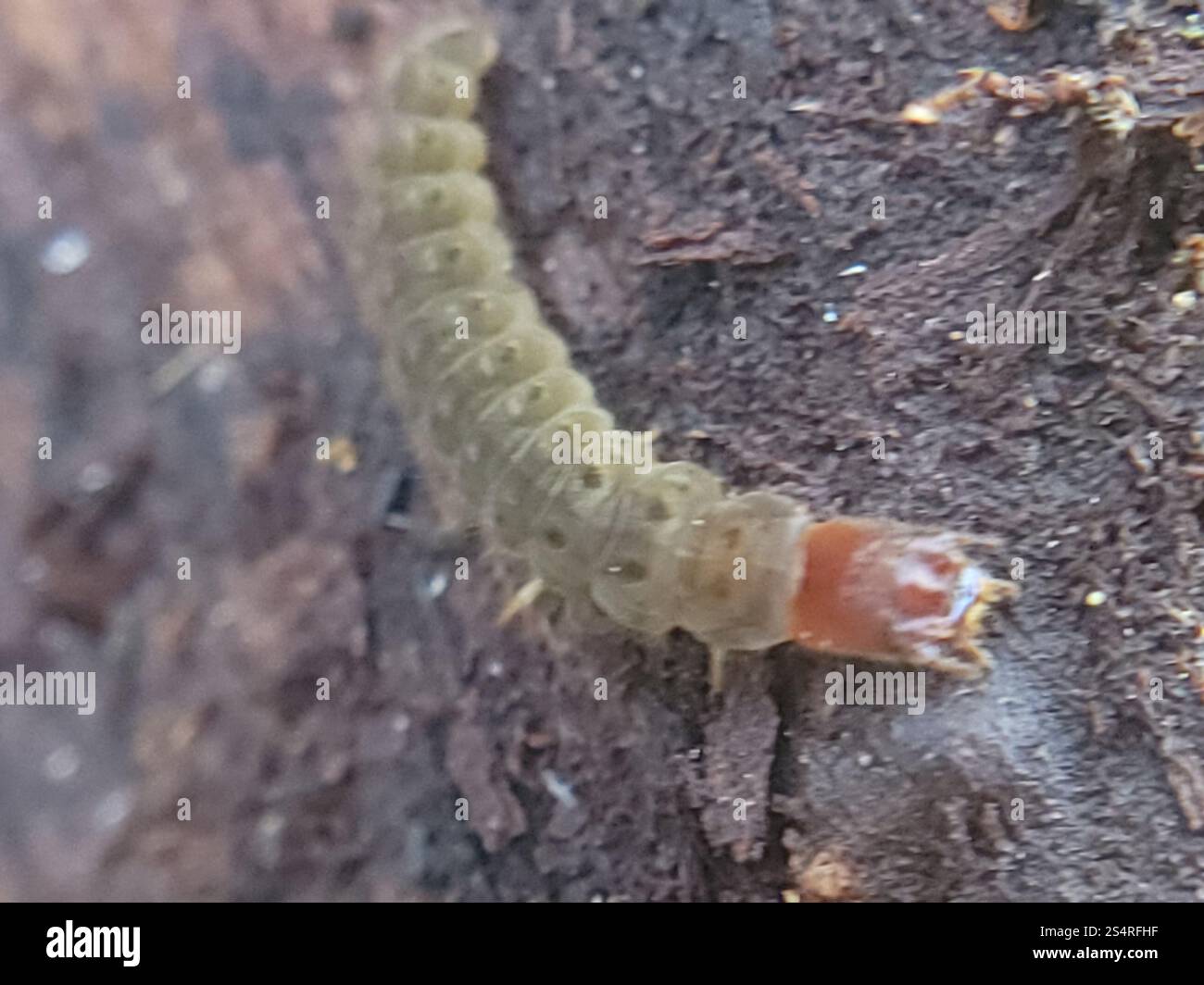 Soldier Beetles (Cantharidae Stock Photo - Alamy