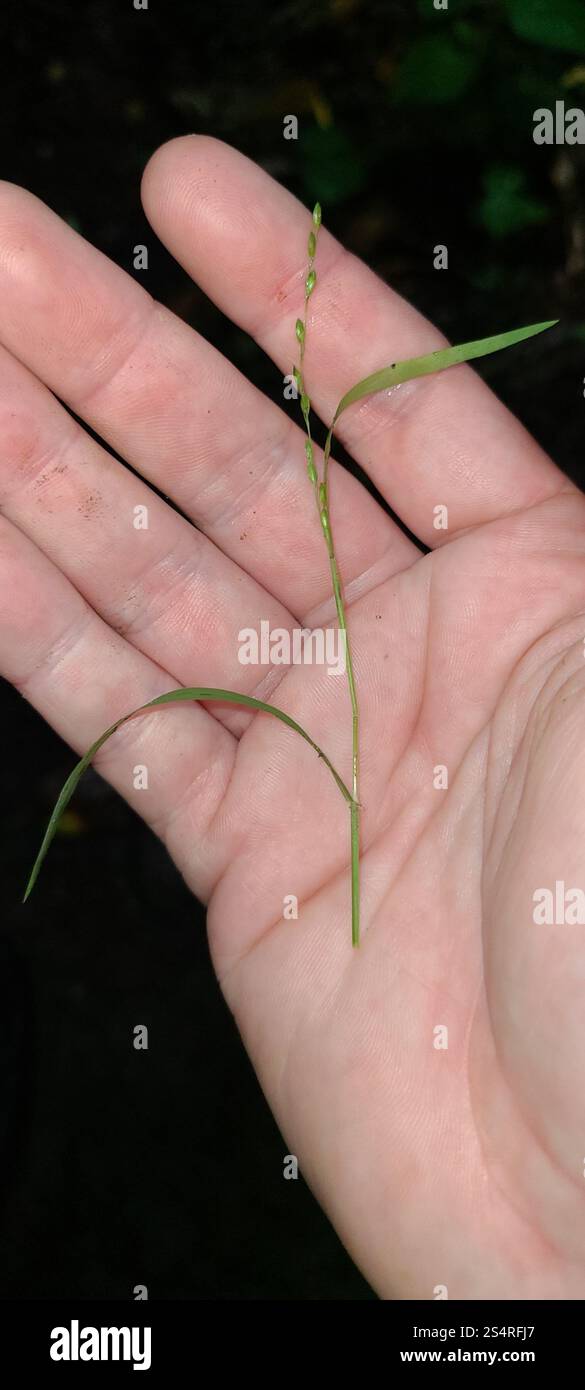 panic veldtgrass (Ehrharta erecta Stock Photo - Alamy