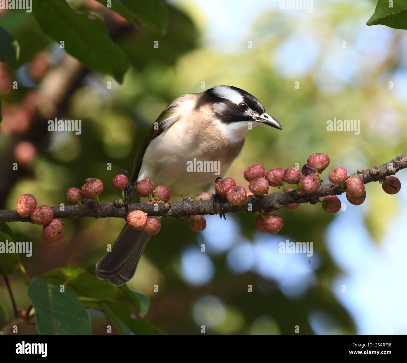 Light-vented Bulbul (Pycnonotus sinensis Stock Photo - Alamy