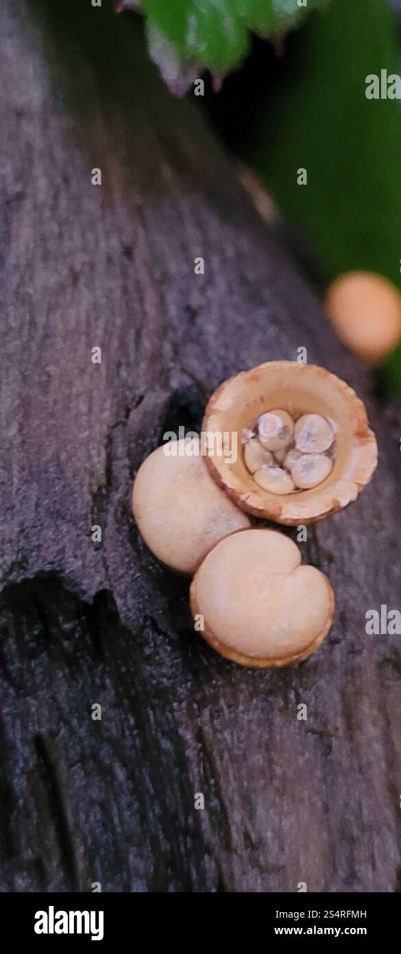 bird's nest fungi (Nidulariaceae Stock Photo - Alamy