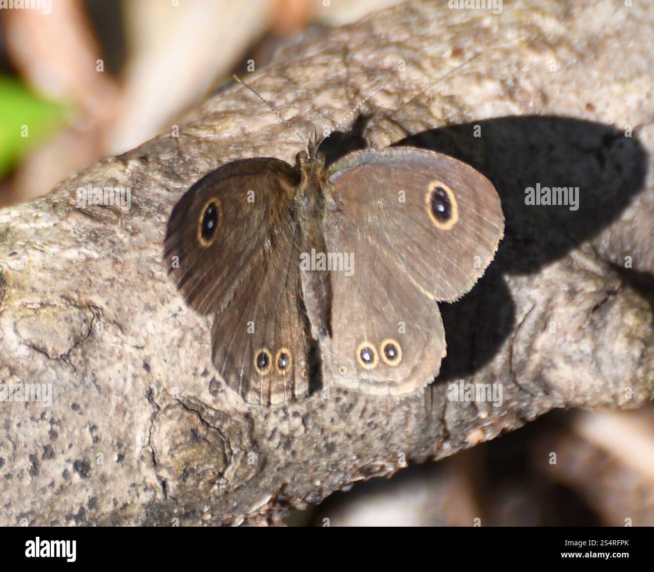 Common Five-ring (Ypthima baldus Stock Photo - Alamy