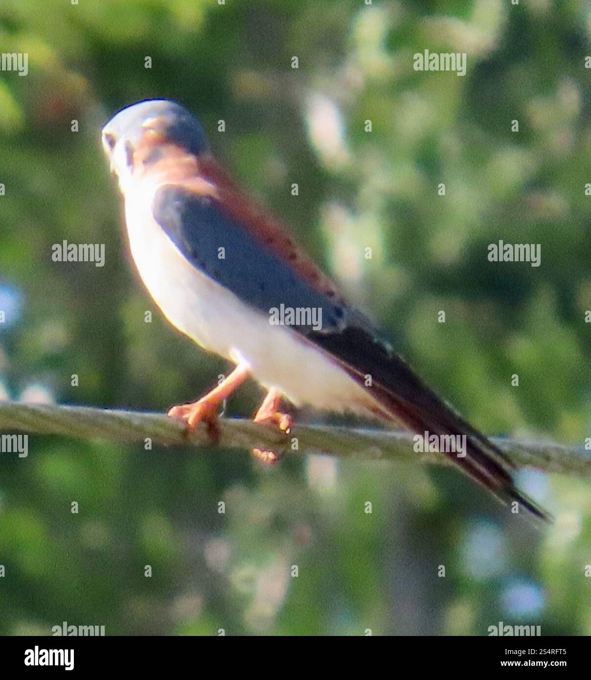 Cuban Kestrel (Falco sparverius sparverioides Stock Photo - Alamy