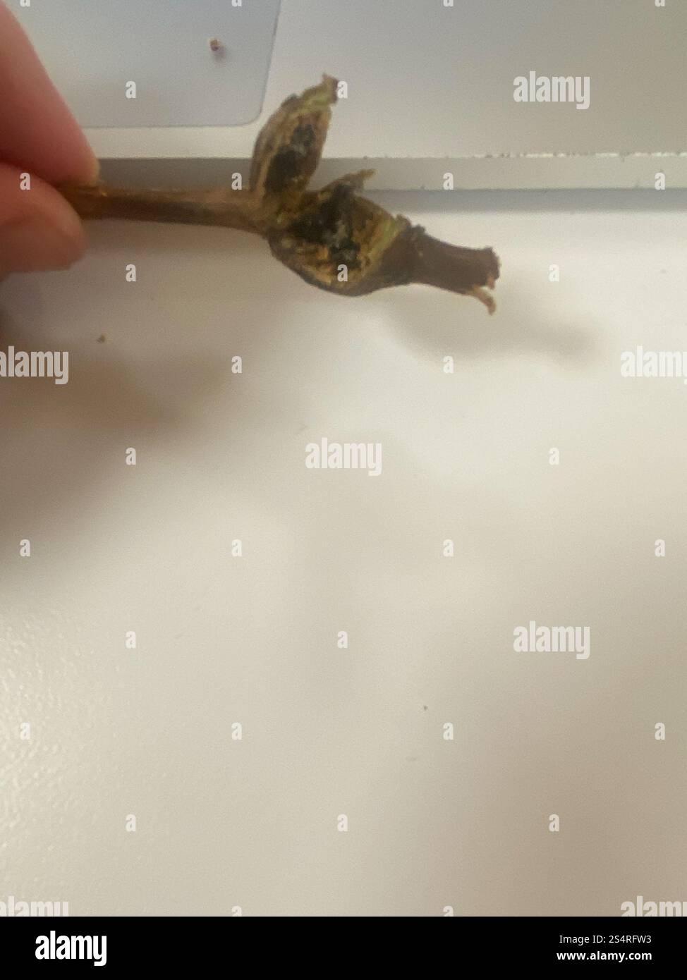 Apple Twig Borer (Amphicerus bicaudatus Stock Photo - Alamy