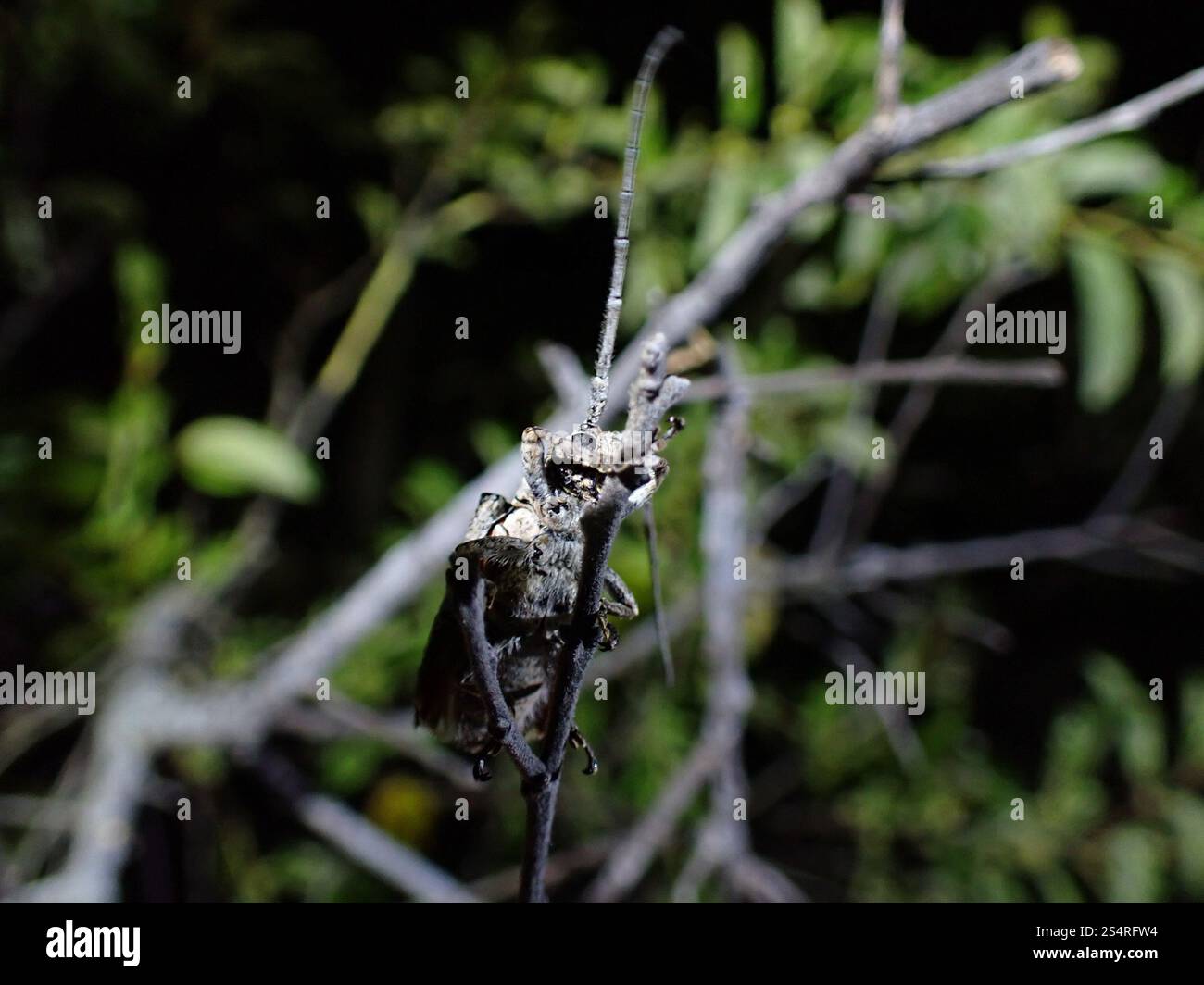 Longhorn Beetles (Cerambycidae Stock Photo - Alamy